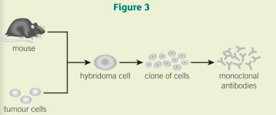AQA-GCSE-Biology-B6-Preventing -and-treating disease-questions-and ...